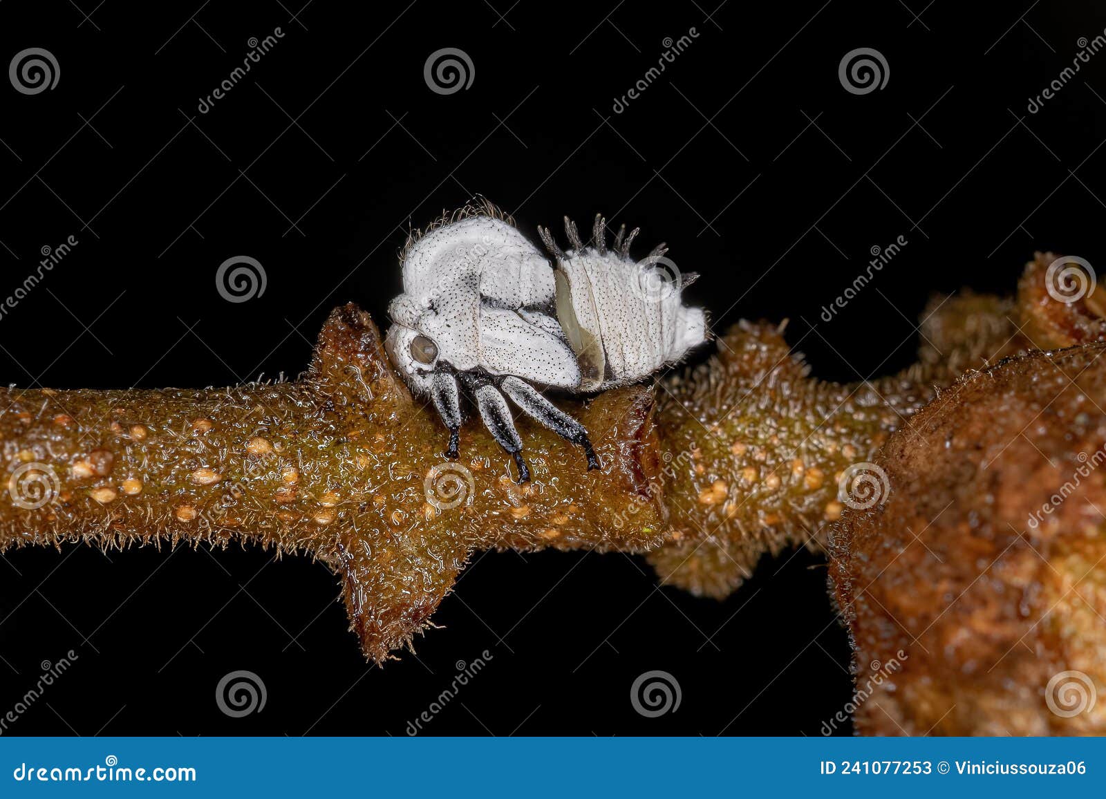 Typical Treehoppers nymph stock image. Image of plant - 241077253