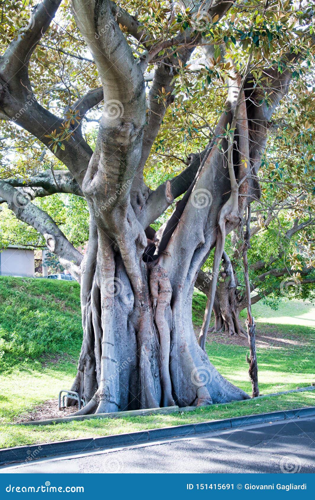 Typical Trees of Sydney, Australia Stock Image - Image of beauty ...