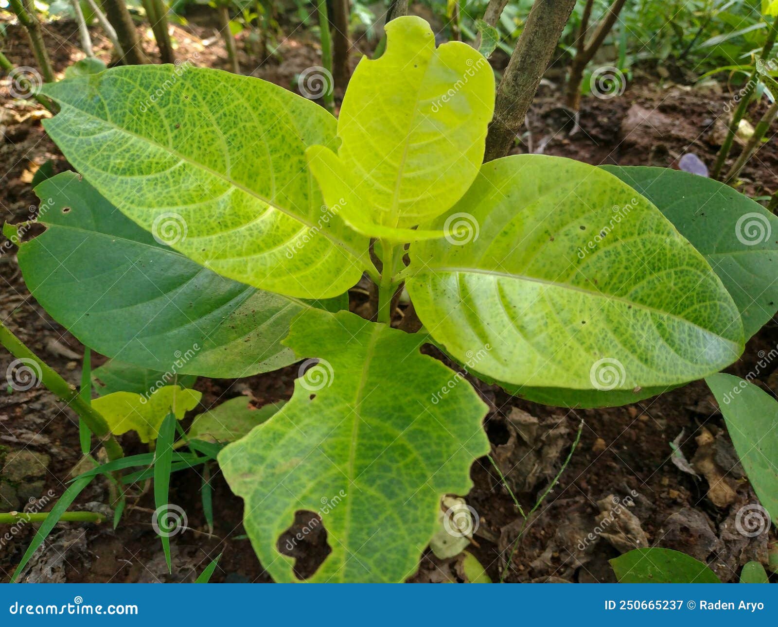 Typical Tropical Plants in Light Green Stock Image - Image of ...
