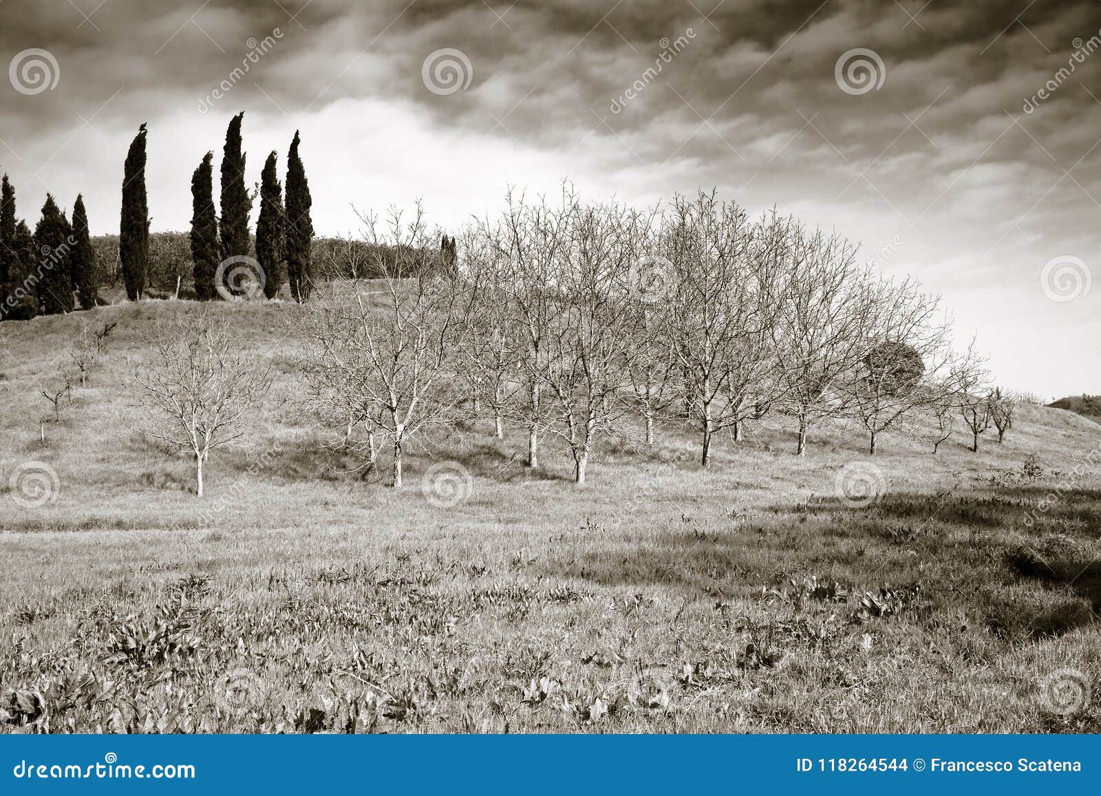 Typical Tuscany Landscape - Sepia Toned Stock Photo - Image of tree ...
