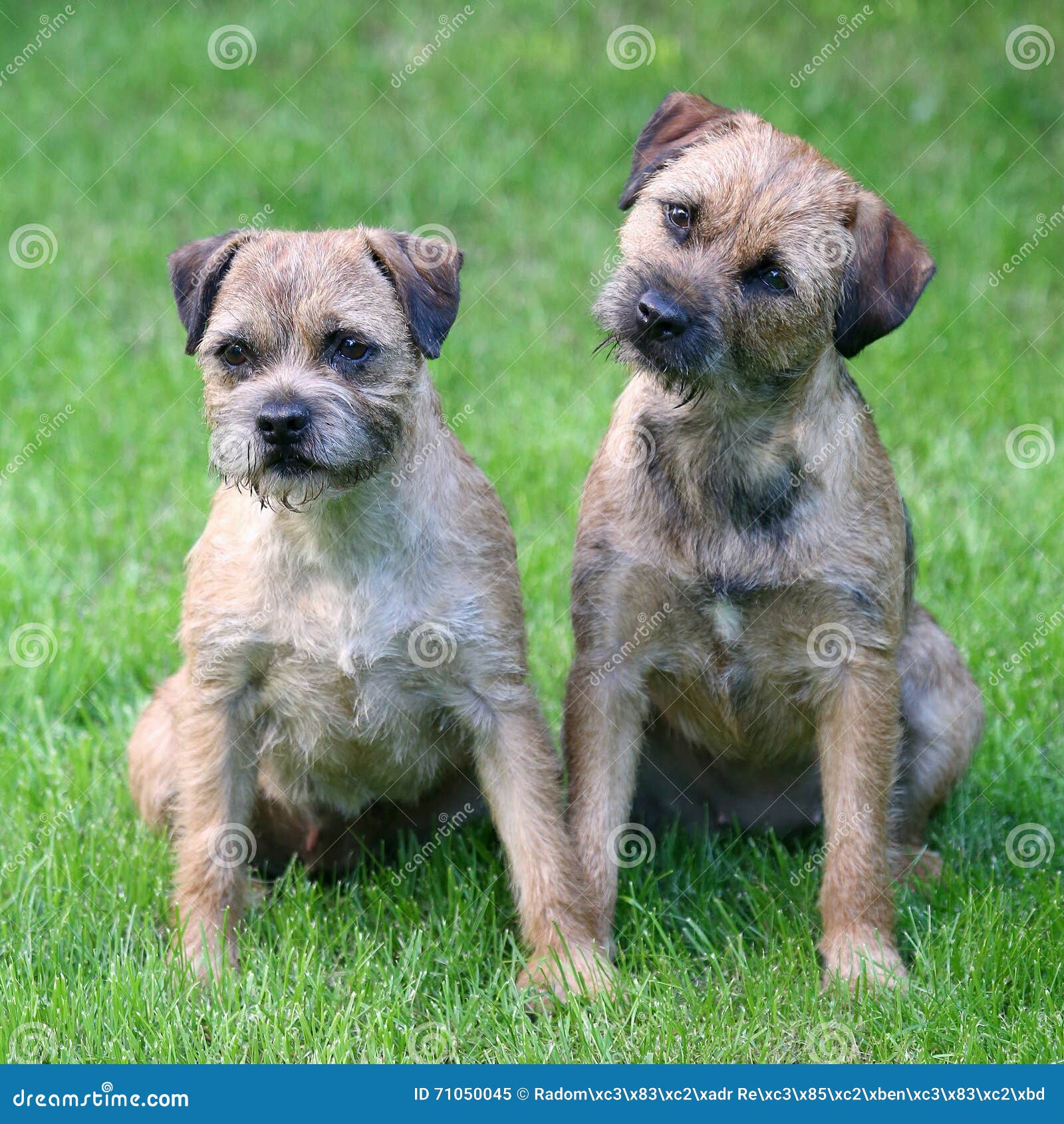 Typical Two Border Terriers in the Garden Stock Image - Image of ...