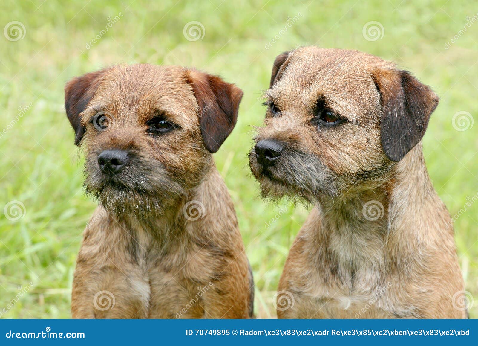 Typical Two Border Terriers in the Park Stock Image - Image of animals ...