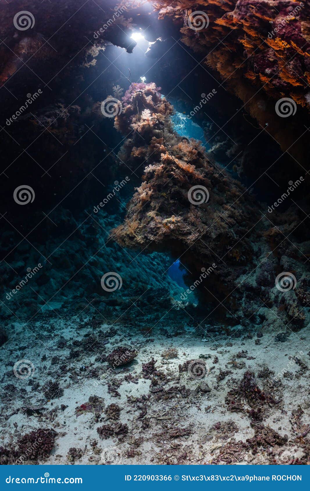 Typical Underwater Cave in a Red Sea Reef Stock Photo - Image of animal ...