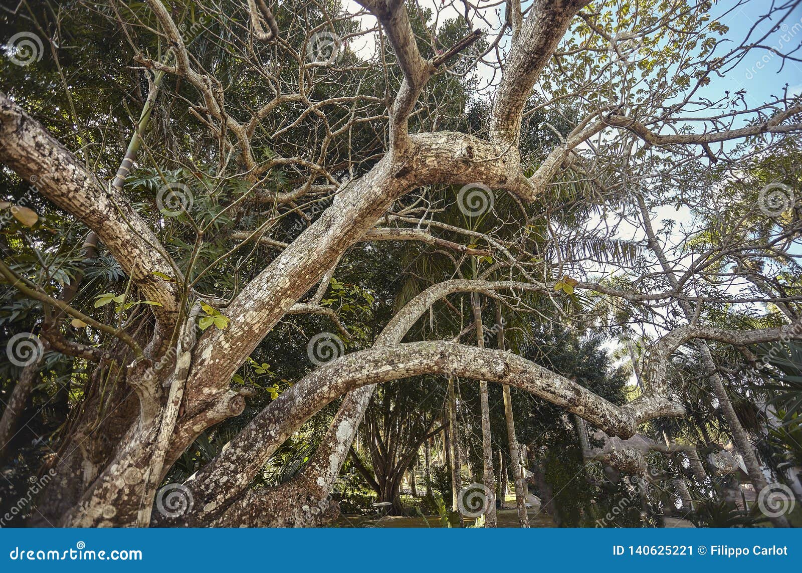 The Typical Vegetation at ChichÃ©n Itz Stock Image - Image of caracol ...