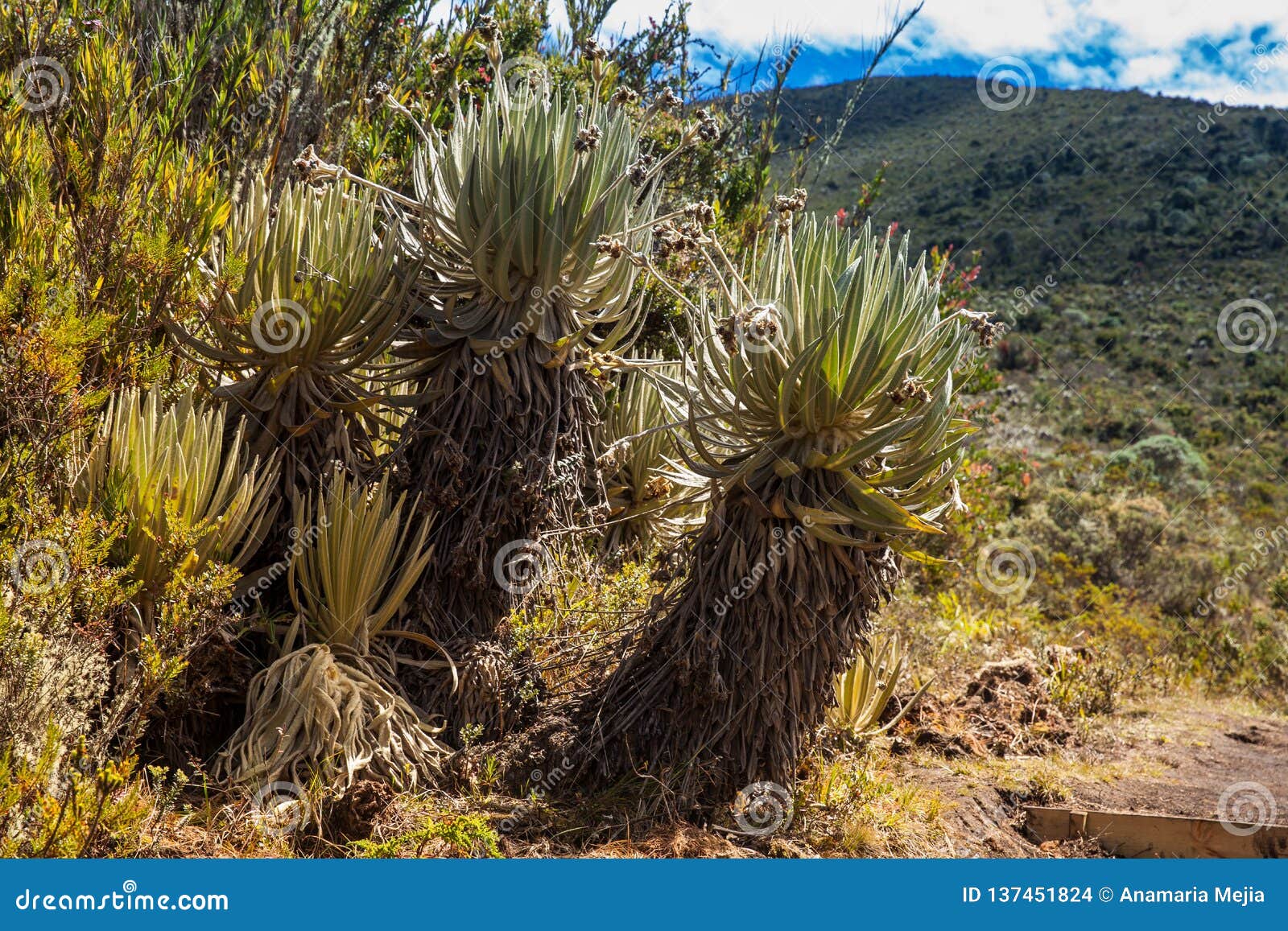 Typical Vegetation of the Paramo Areas in Colombia Stock Photo - Image ...