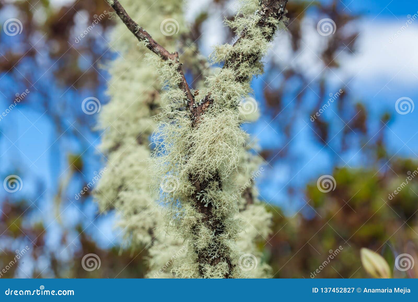 Sunny Day In A Paramo. Endangered Biome With Biodiversity With ...