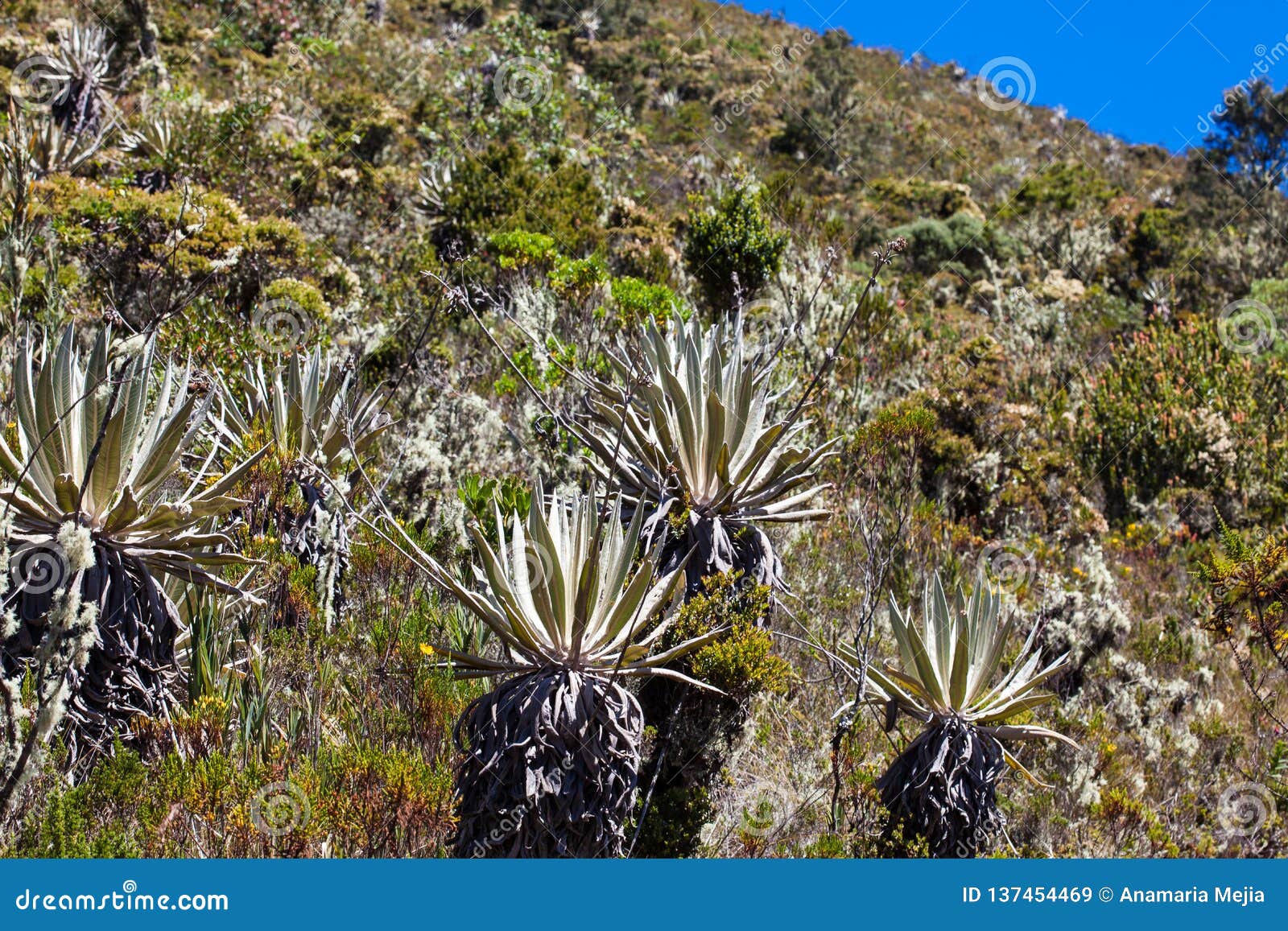Sunny Day In A Paramo. Endangered Biome With Biodiversity With ...