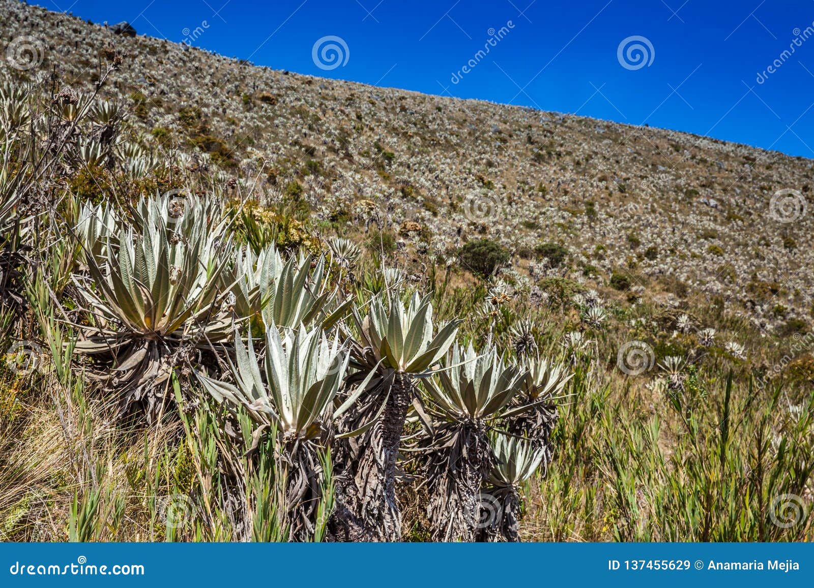 Typical Vegetation of the Paramo Areas in Colombia Stock Image - Image ...