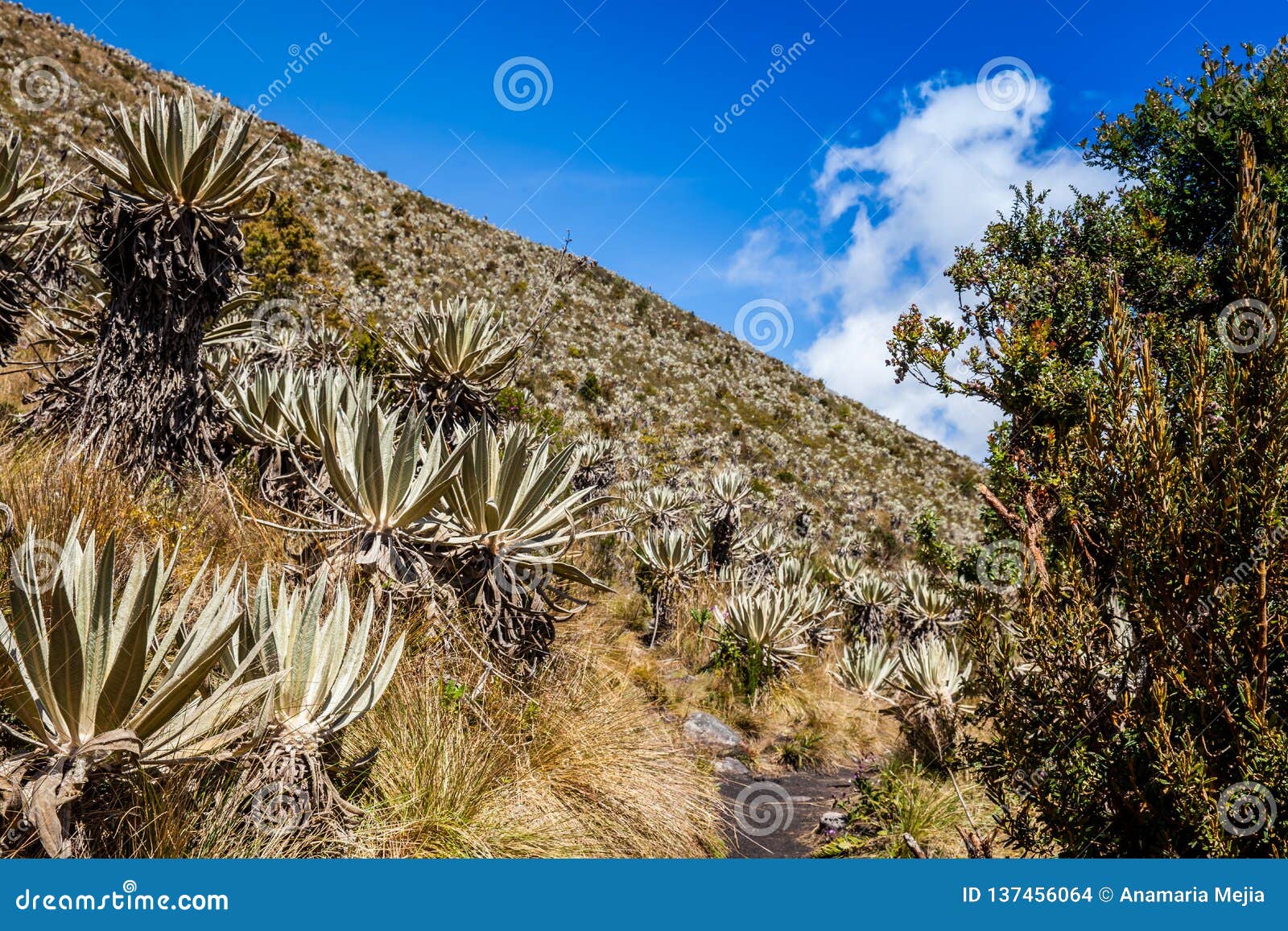 Typical Vegetation of the Paramo Areas in Colombia Stock Photo - Image ...
