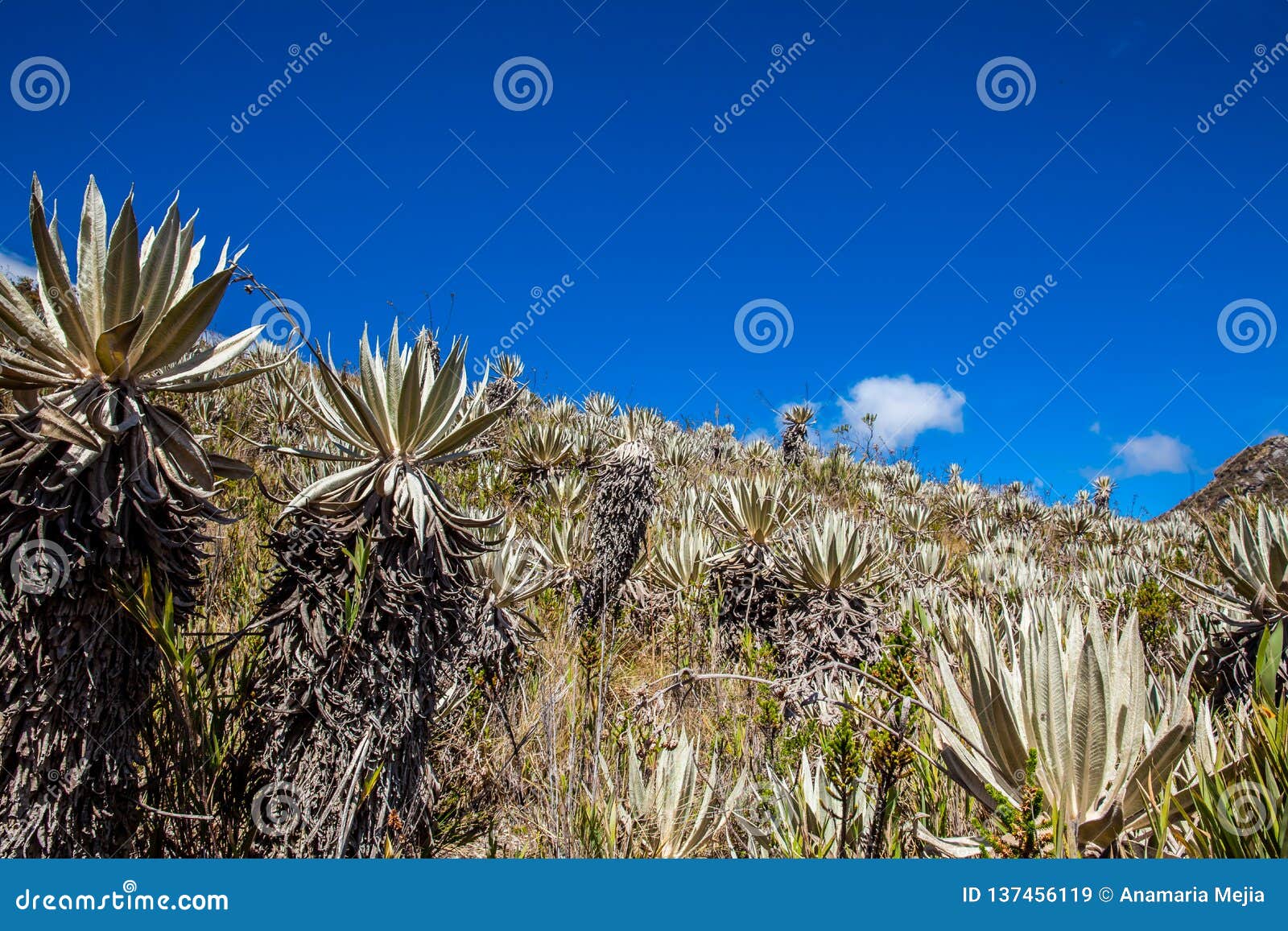 Typical Vegetation of the Paramo Areas in Colombia Stock Image - Image ...
