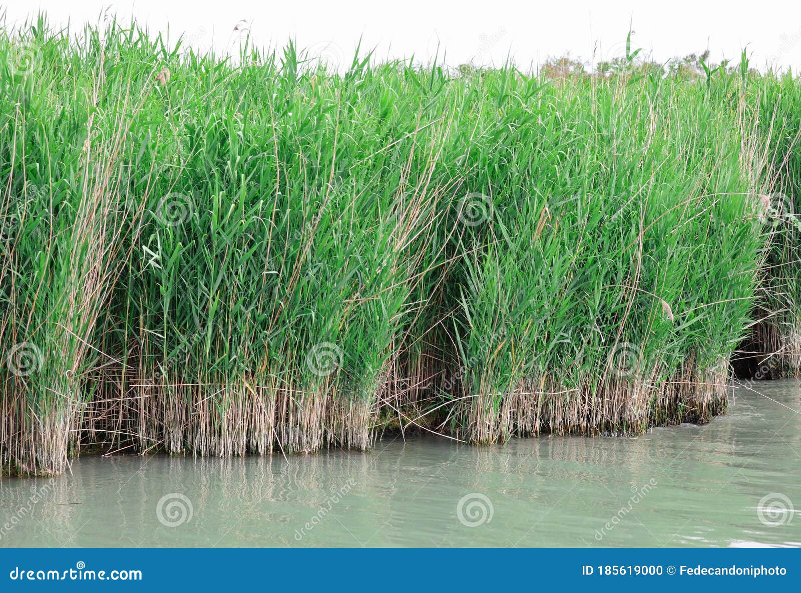 Typical Vegetation of Reeds by the River Stock Photo - Image of cane ...