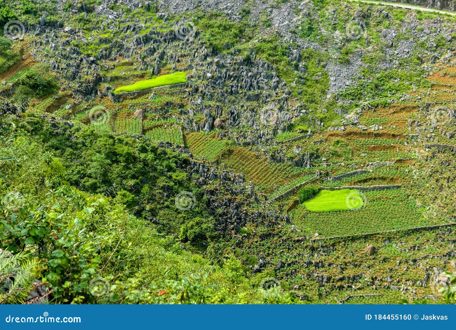 Typical Vietnamese Landscape in Spring with Rice Fields Stock Photo ...