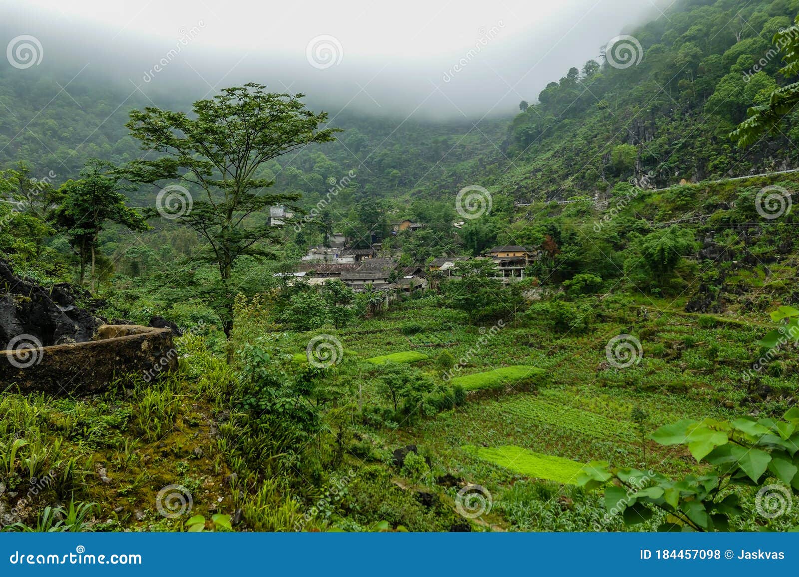 Typical Vietnamese Landscape in Spring with Rice Fields Stock Photo ...