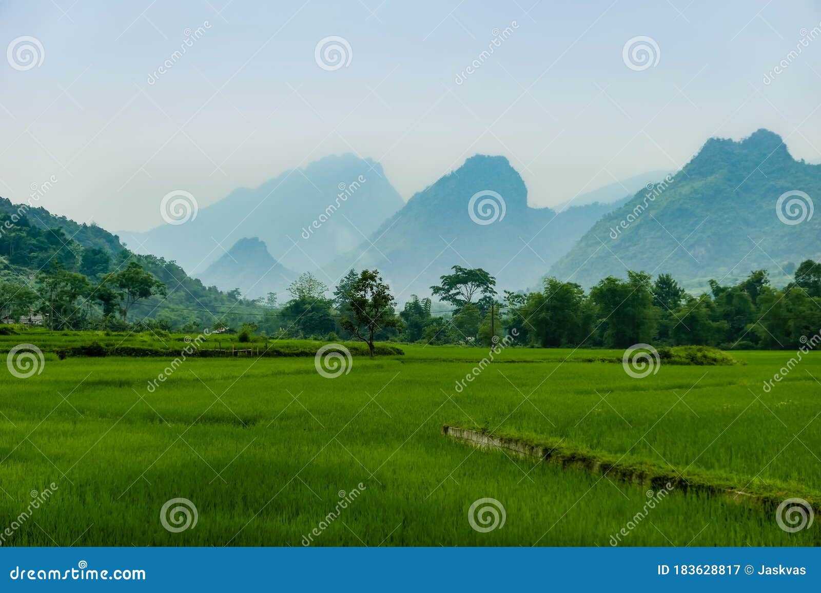 Typical Vietnamese Landscape in Spring with Rice Field Stock Image ...