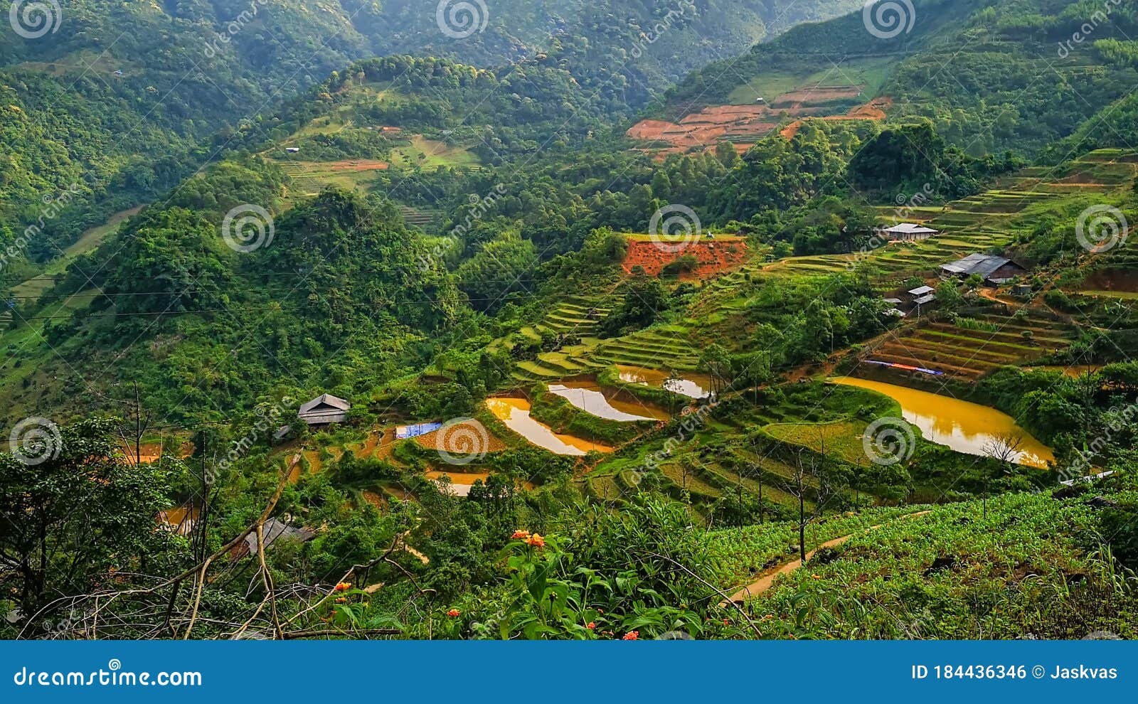 Typical Vietnamese Landscape in Spring with Rice Fields Stock Photo ...