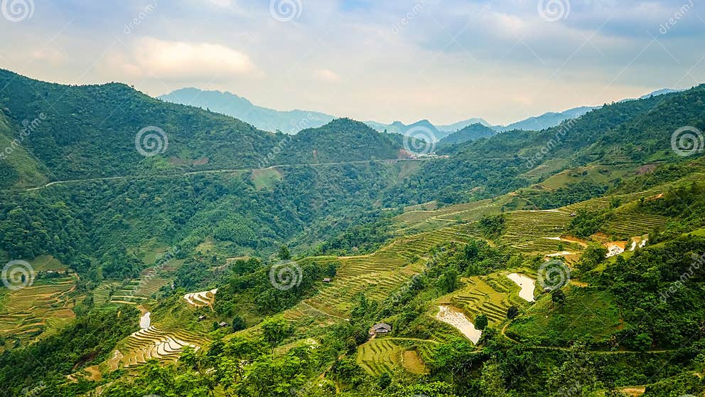 Typical Vietnamese Landscape in Spring with Rice Fields Stock Photo ...