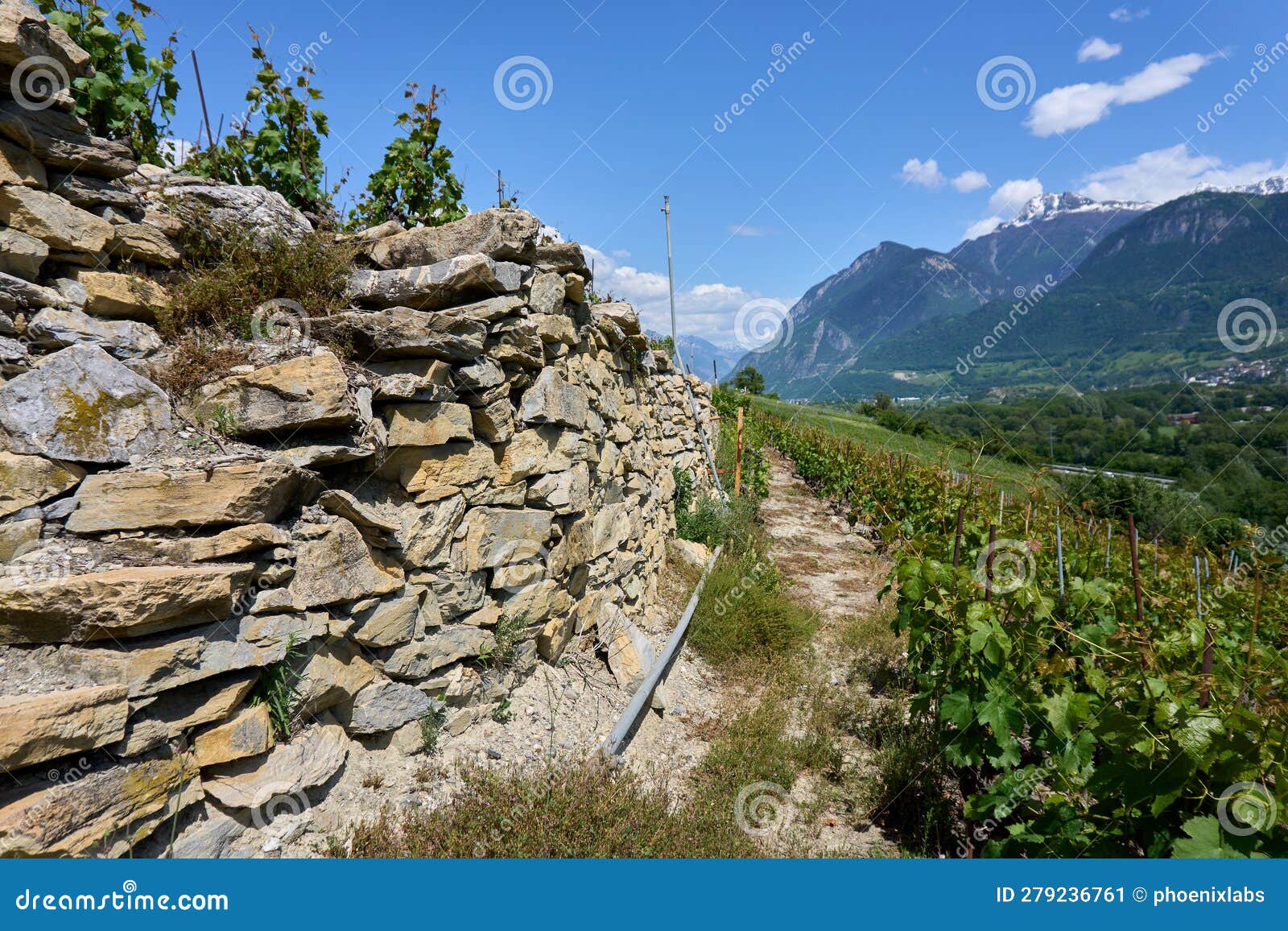 Typical Vineyard in the Region of Sierre, Valais, Switzerland Stock ...