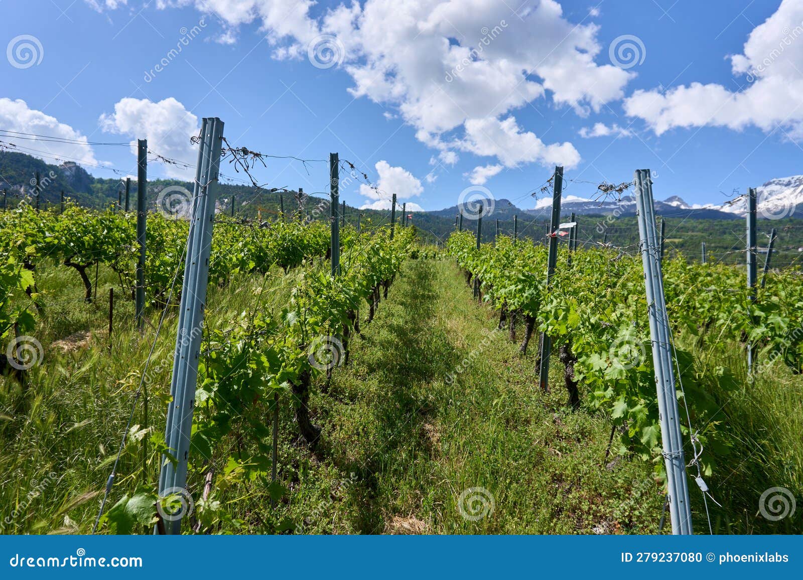 Typical Vineyard in the Region of Sierre, Valais, Switzerland Stock ...