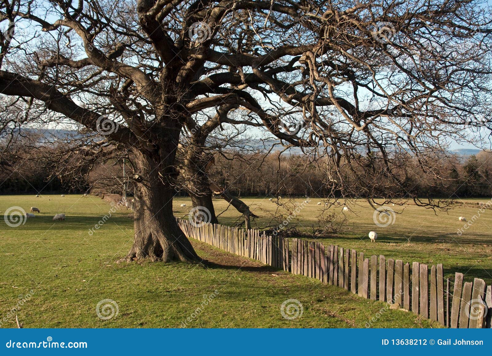 Typical Welsh field stock photo. Image of sheep, fence - 13638212