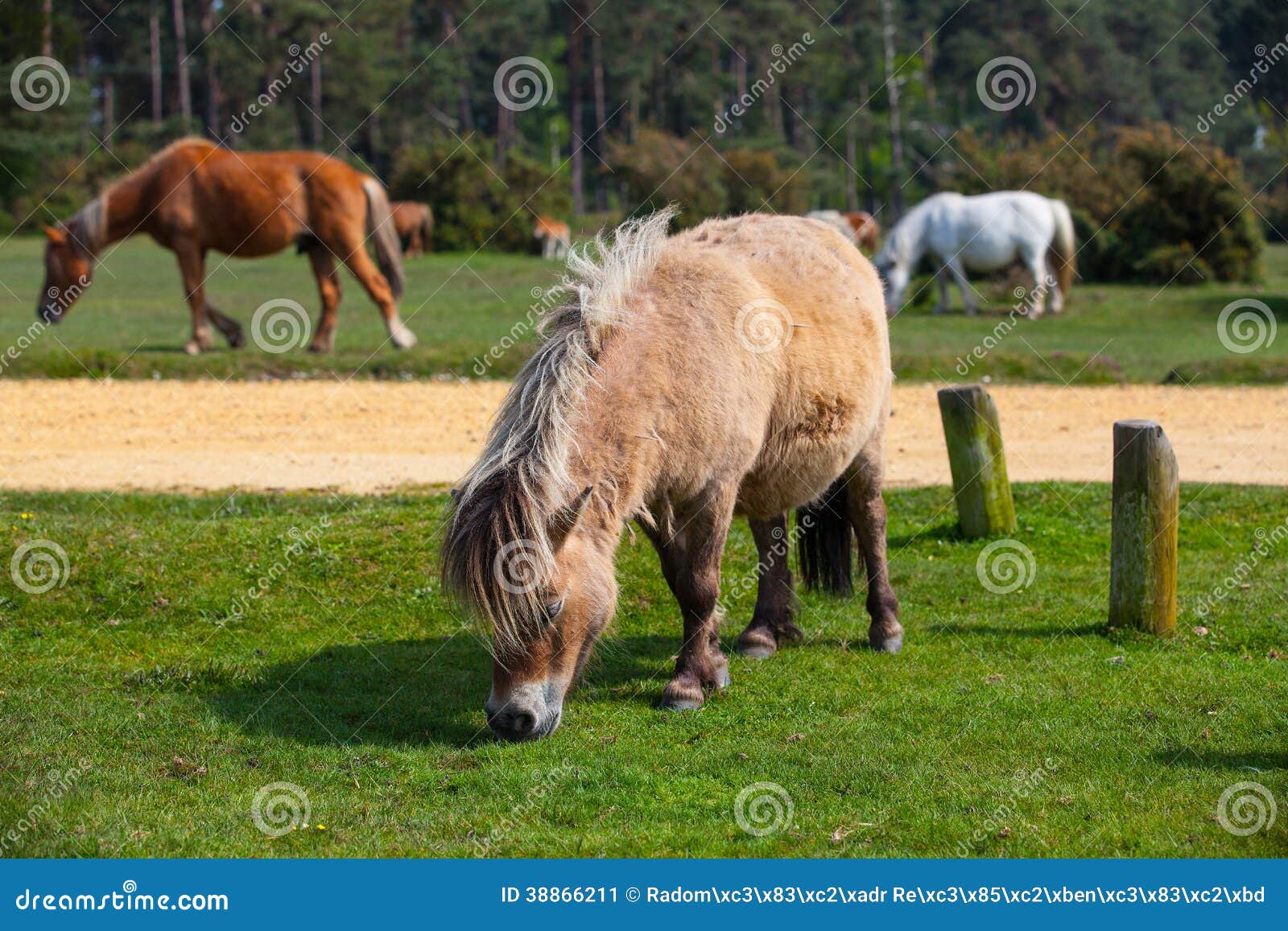 Typical Wild Pony in New Forest National Park Stock Image - Image of ...