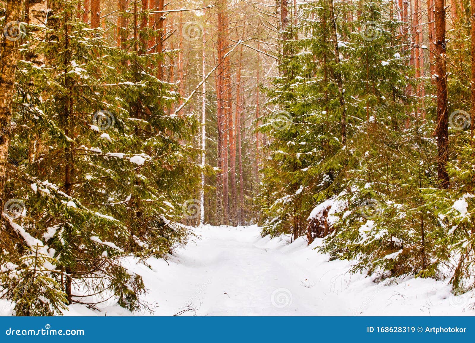 Typical Winter in Coniferous Forest, Snowy Landscape. after Heavy ...