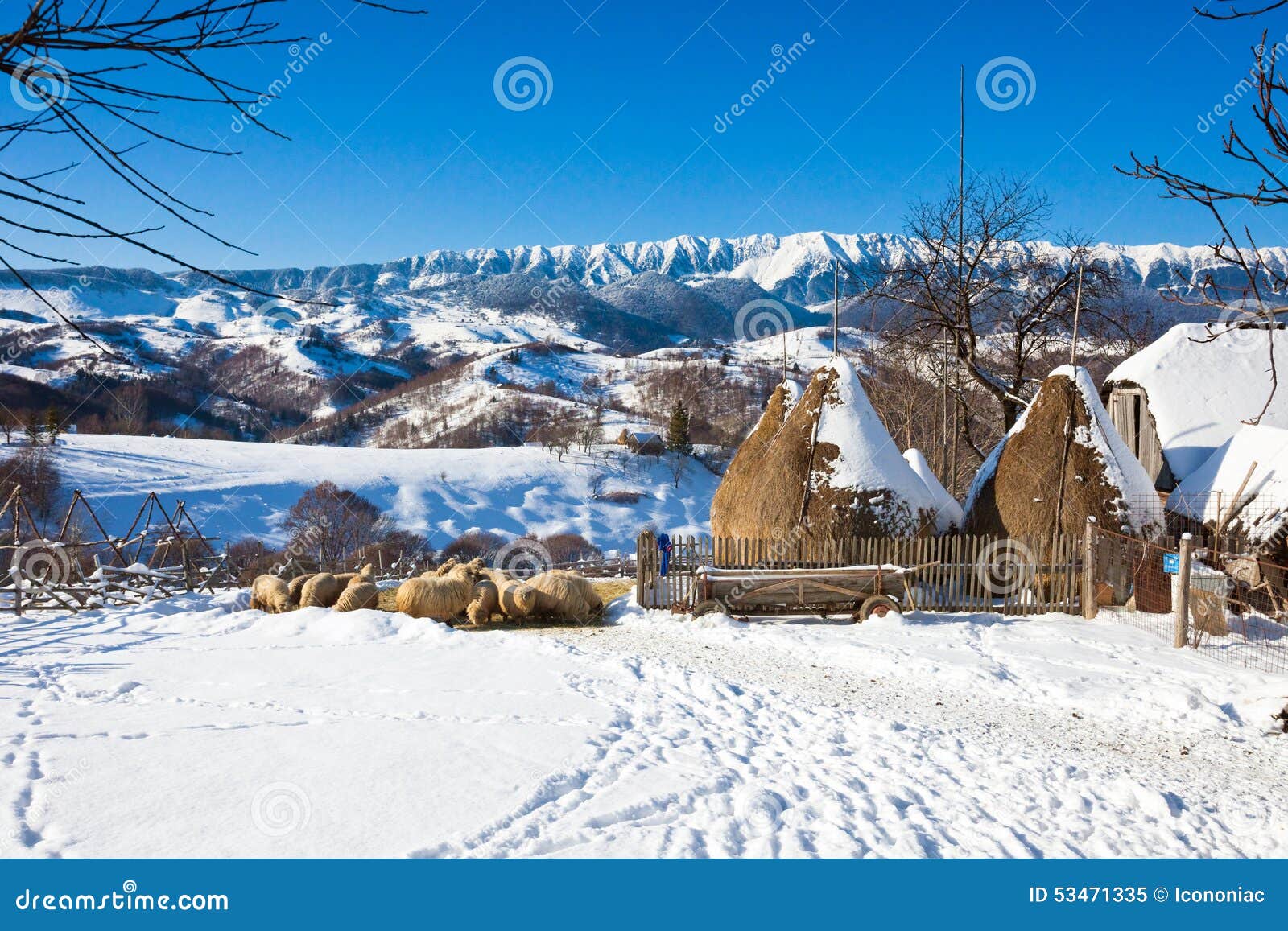 Typical Winter Scenic View with Haystacks and Sheeps Stock Image ...