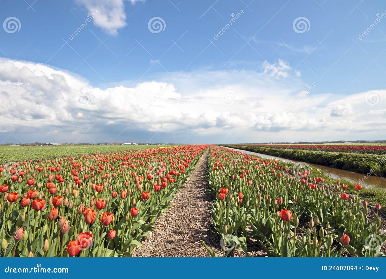 Typisch Nederlands Landschap in De Lente Stock Foto - Image of nave, tulpen: 24607894
