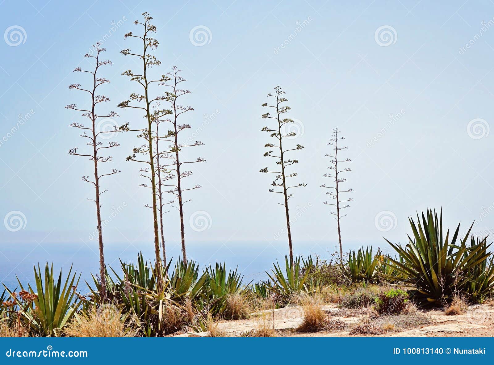 Typisch Voor Het Zonnige Landschap Van Malta Flora Van Malta Stock Foto ...