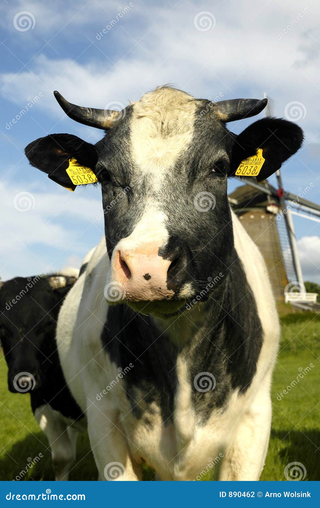 Typische Nederlandse koe stock foto. Image of landbouw - 890462