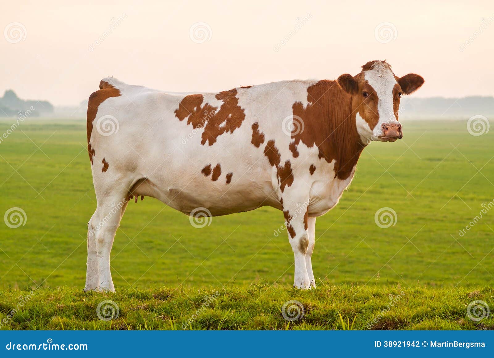 Typische Nederlandse Rode En Witte Melkkoe Stock Foto - Image of kant ...