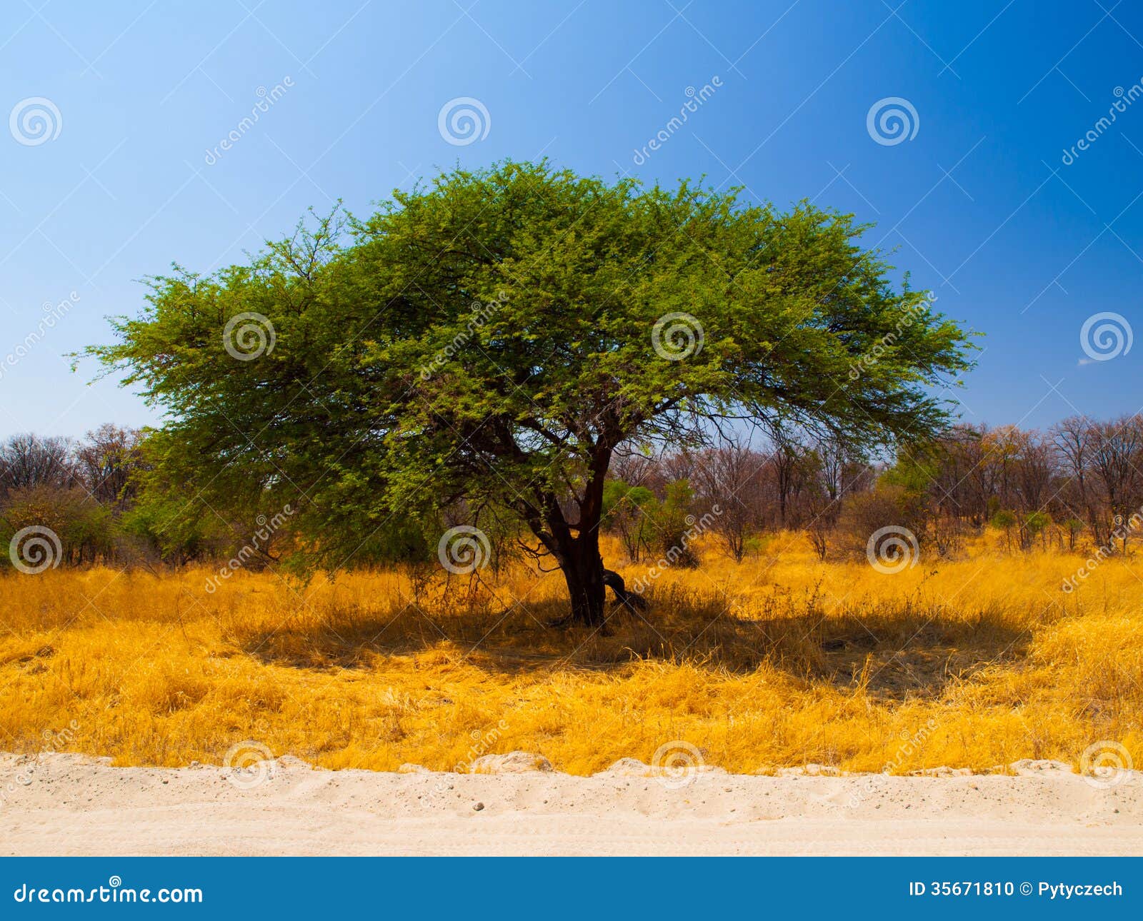 Typischer Afrikanischer Akazienbaum Stockfoto - Bild von safari, park ...