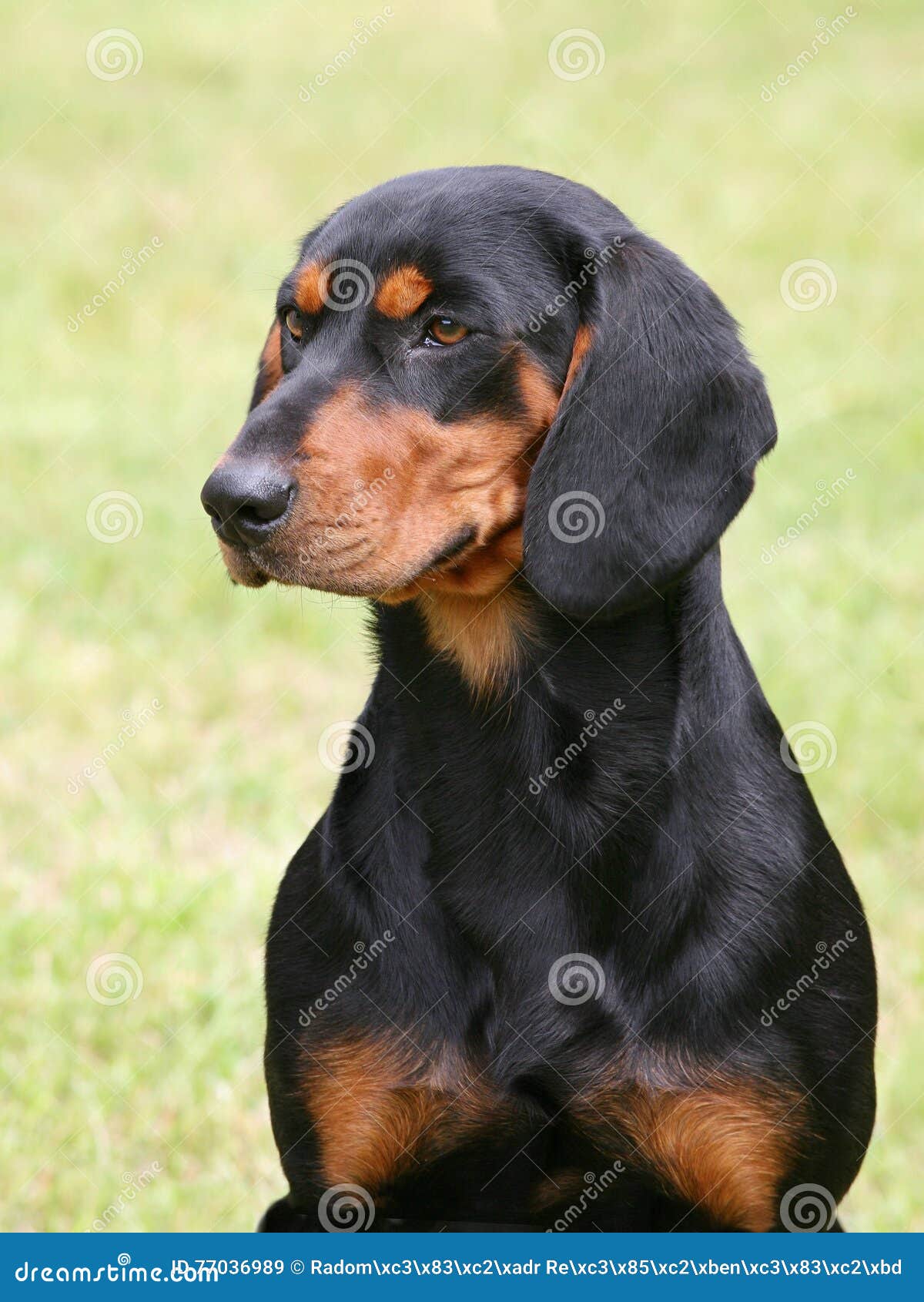 Typischer Schweizer-Jura-Jagdhund Im Garten Stockbild - Bild von ...