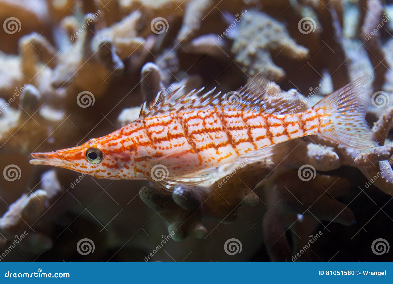 Typus Au Nez Long De Hawkfish Oxycirrhites Photo stock - Image du ...