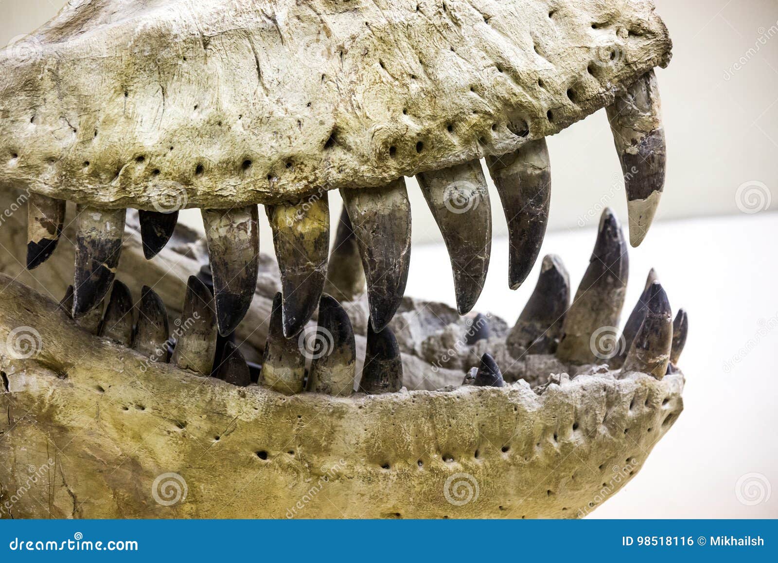 Tyrannosaurus Rex, Close Up T-rex Dinosaur Looking Through The Wall 3d ...