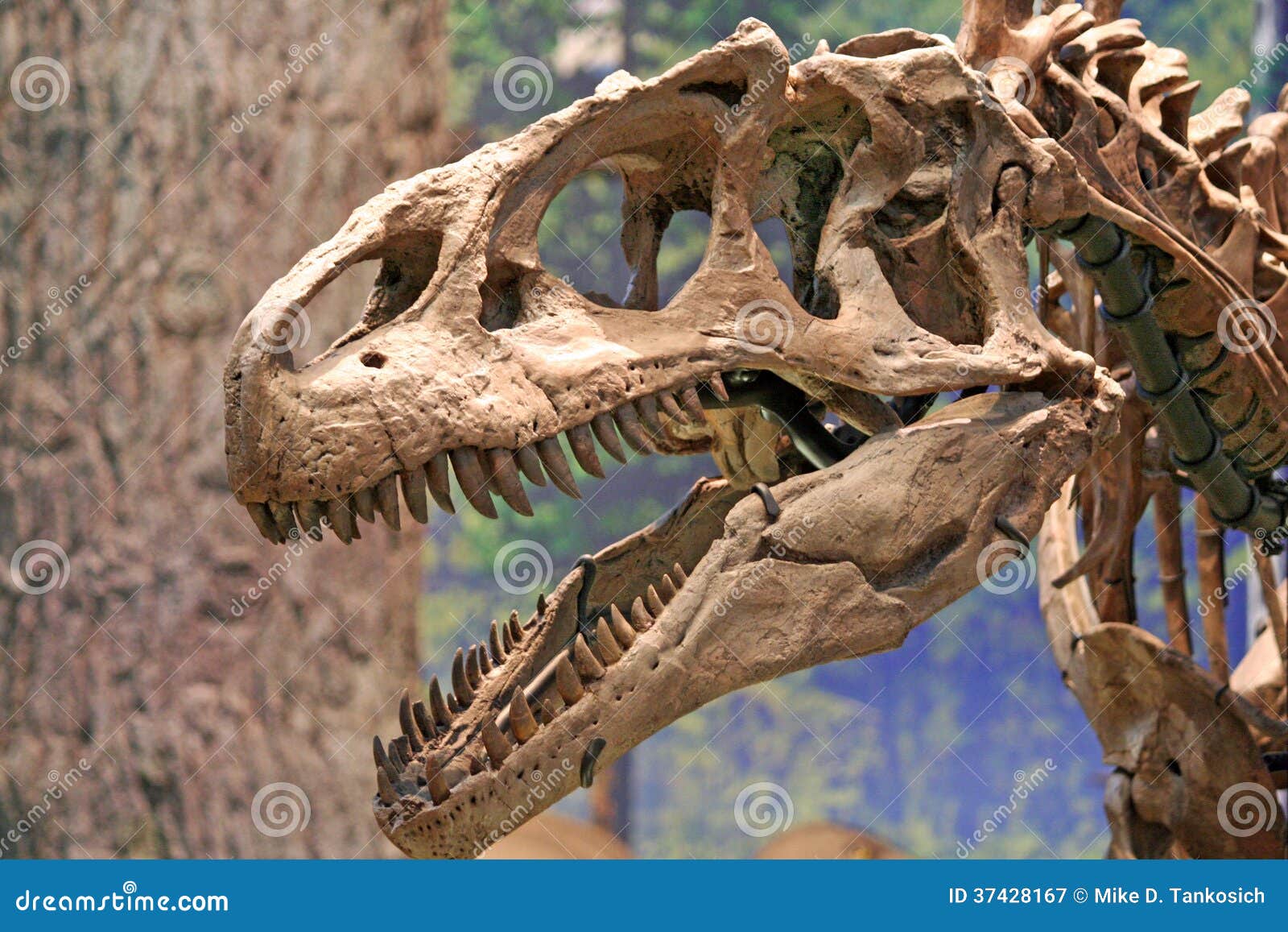 Tyrannosaurus Rex Dinosaur Head Stock Image - Image of fierce, trex ...