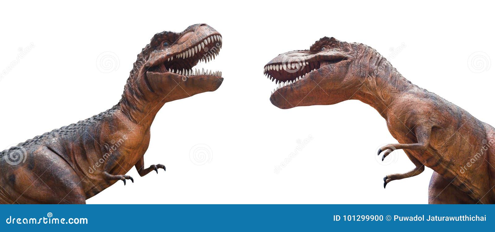 Tyrannosaurus Rex are Fighting . Isolated Background Stock Photo ...