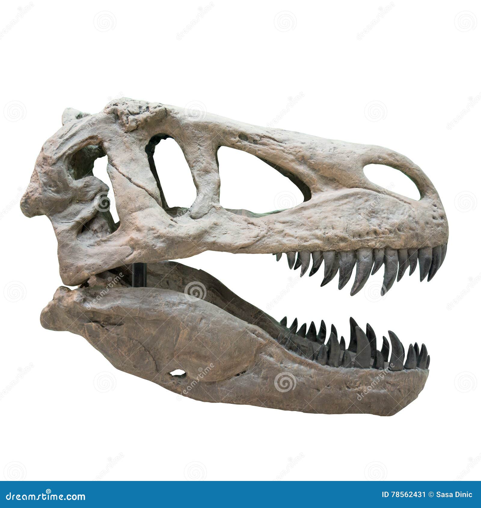 Tyrannosaurus Rex skull stock image. Image of bones, museum - 78562431