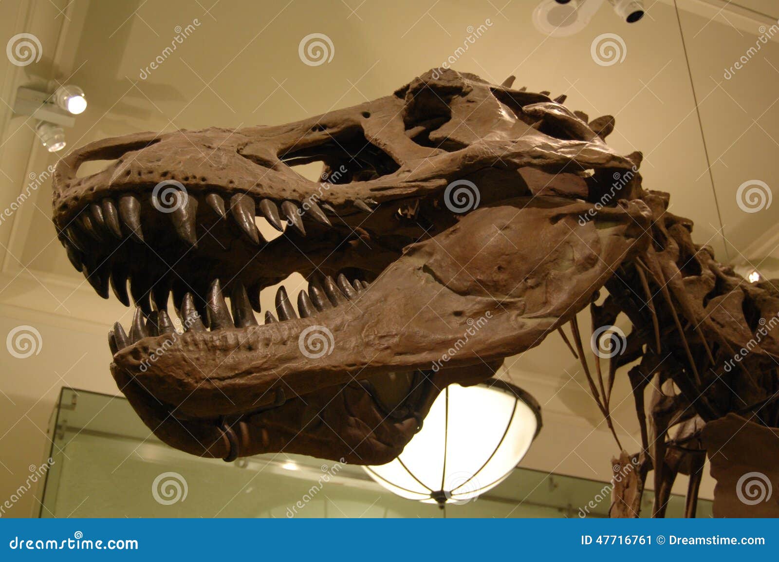 Tyrannosaurus Rex, Carnivorous Dinosaur From The Cretaceous Period ...