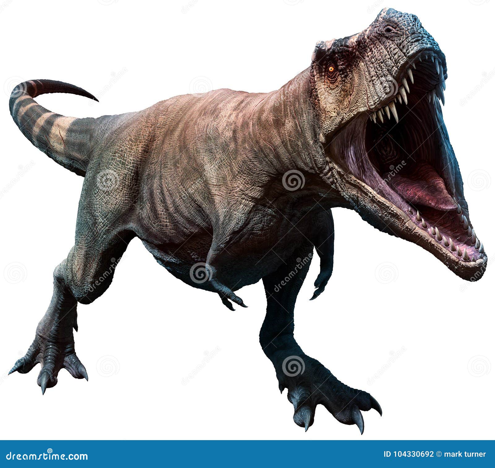 A Tyrannosaurus Rex Attack On An Isolated White Background . Royalty ...