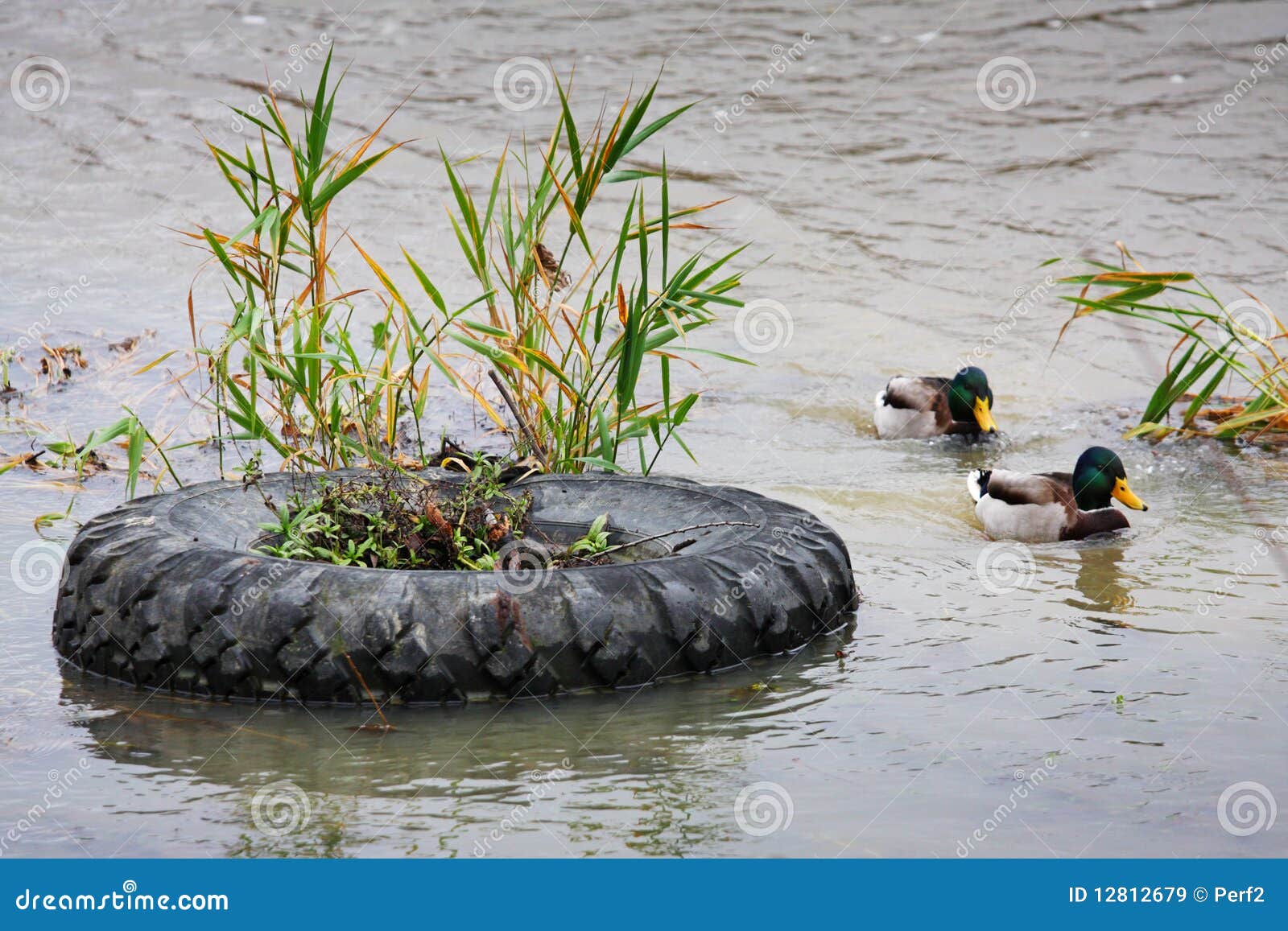 Tyre and duck stock image. Image of environmental, tire - 12812679