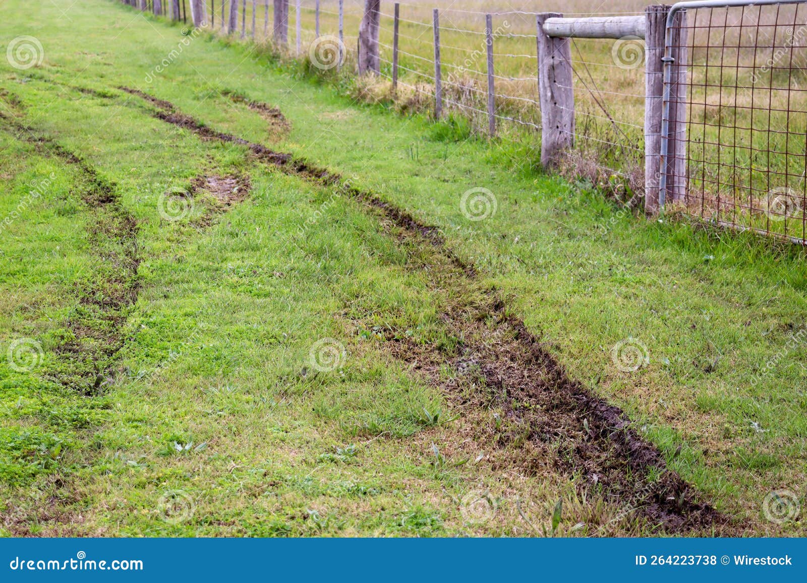 Tyre Tracks Thorugh Wet Field Stock Photo - Image of green, agriculture ...