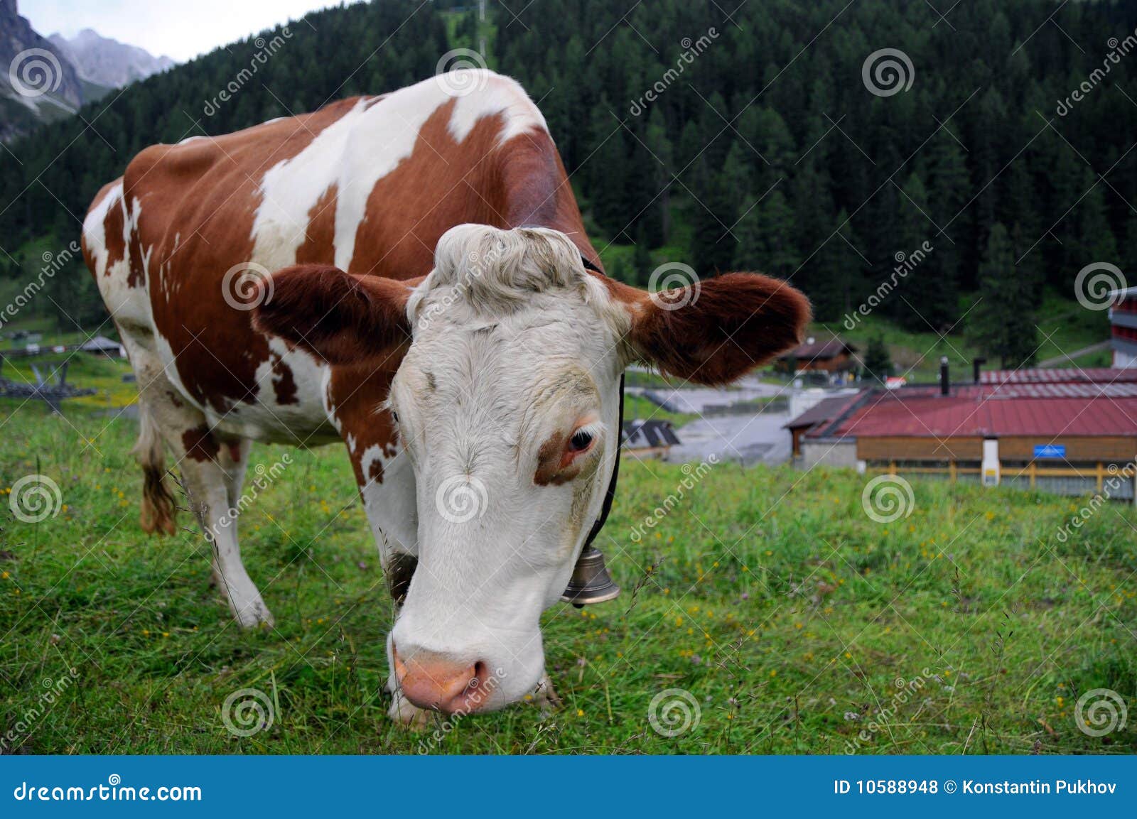 Tyrolean cow stock photo. Image of life, farm, group - 10588948