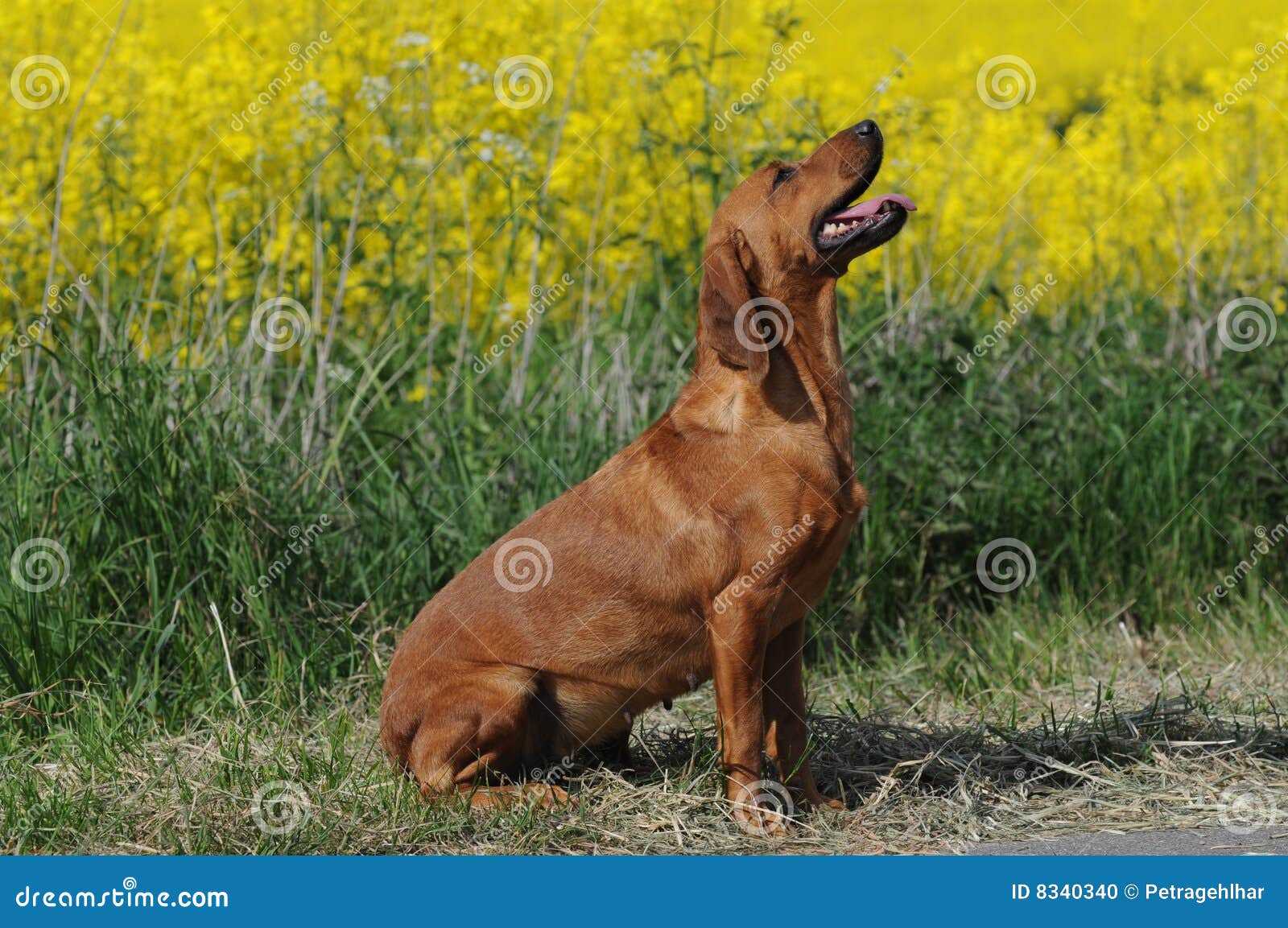 Tyrolean hound stock photo. Image of versatile, flowers - 8340340