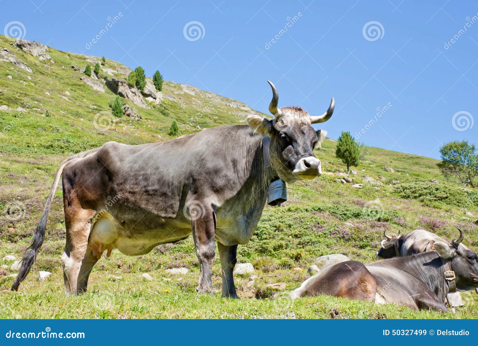 Tyrolese Grey Cow in an Alpine Pasture Stock Image - Image of rural ...