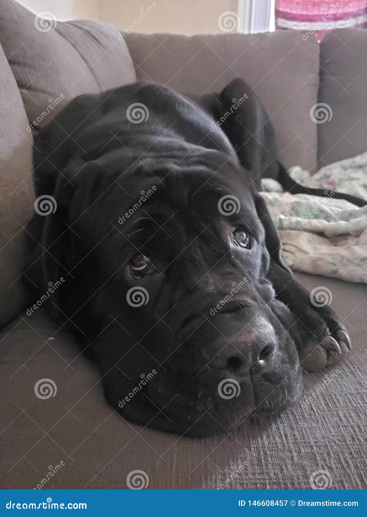 Tyson the mooch dog stock image. Image of mooch, tyson - 146608457