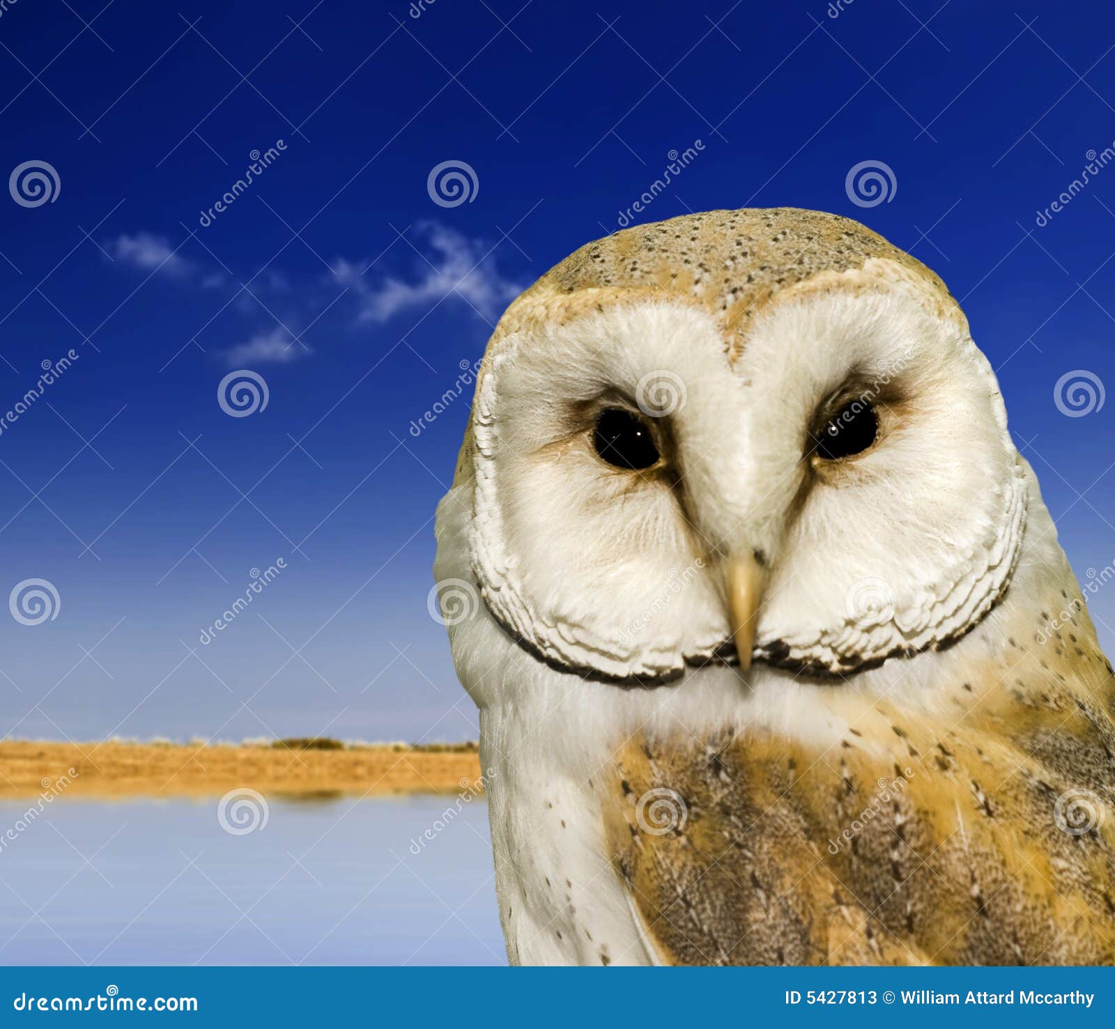 Tyto Alba stock image. Image of bird, feeding, garden - 5427813