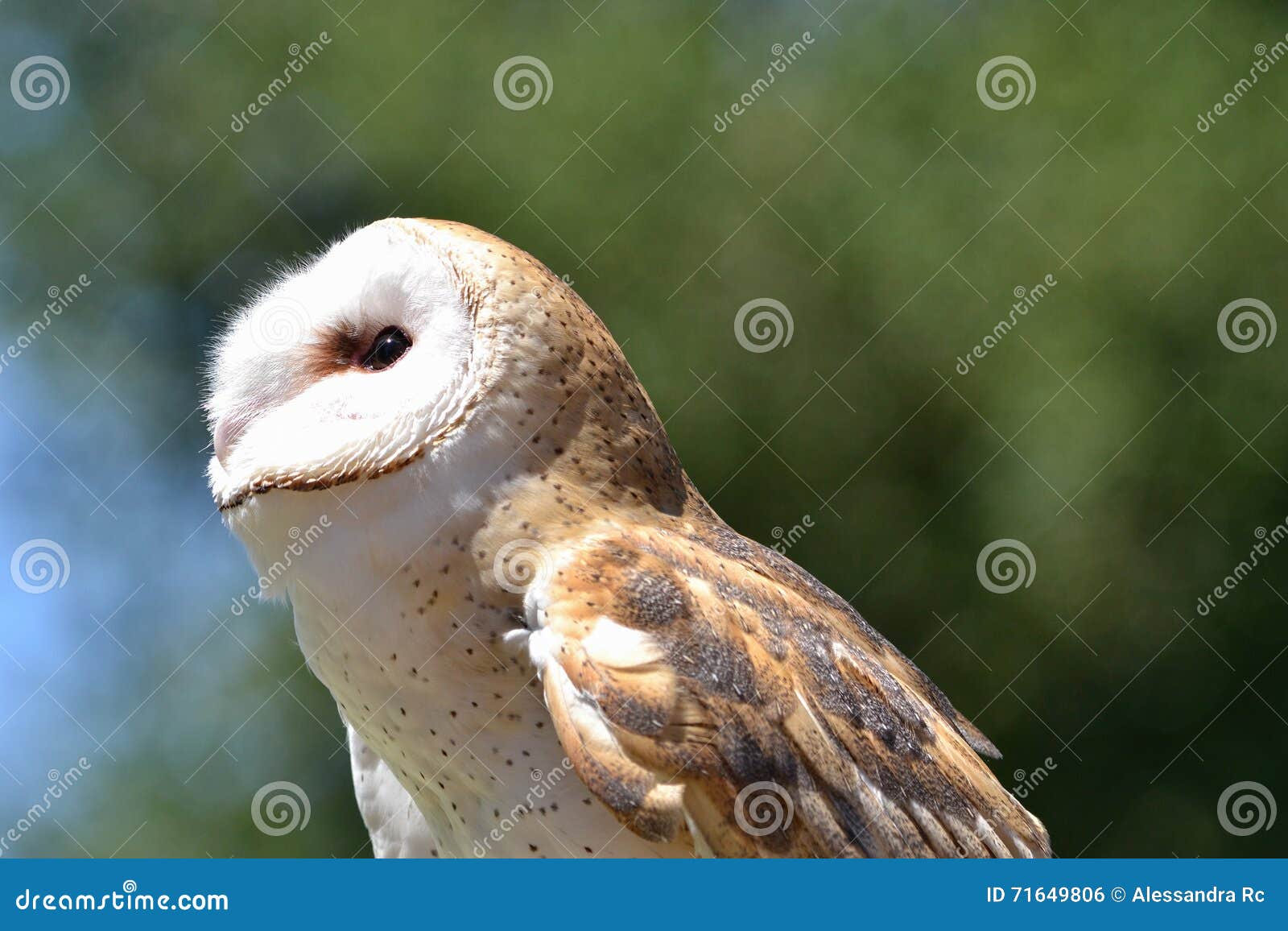 Tyto alba stockfoto. Bild von schrei, ansicht, westlich - 71649806