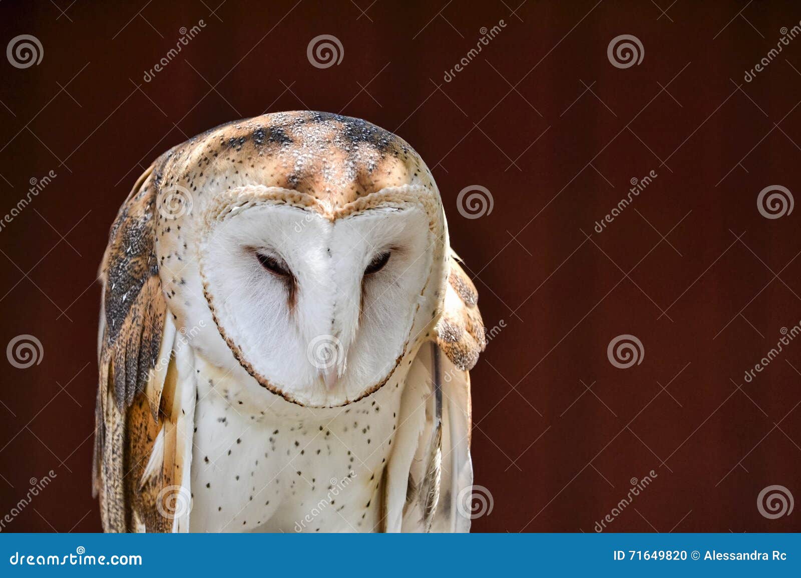 Tyto alba photo stock. Image du tête, napping, personne - 71649820