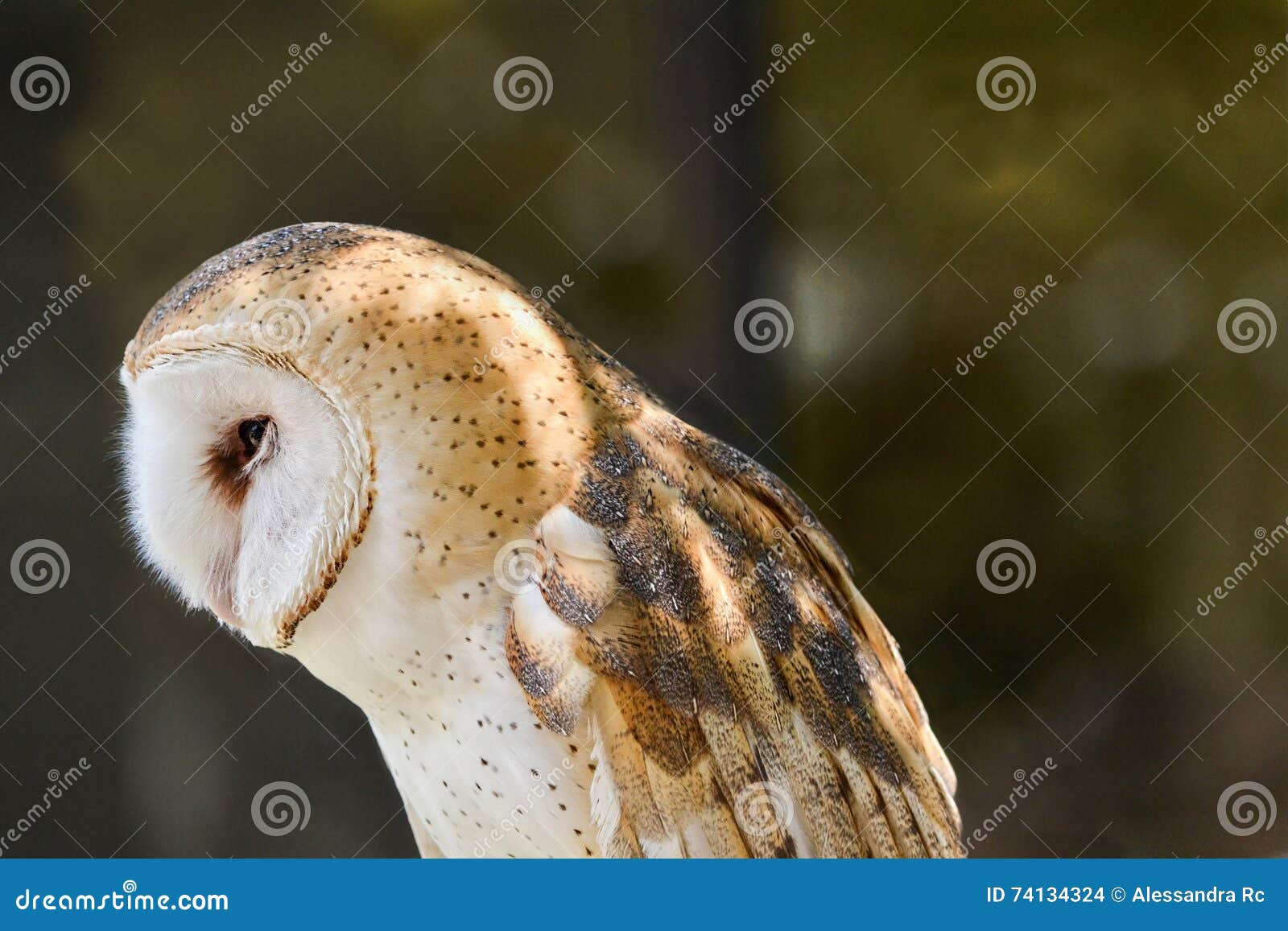 Tyto alba stockfoto. Bild von eule, braun, exemplar, nahaufnahme - 74134324