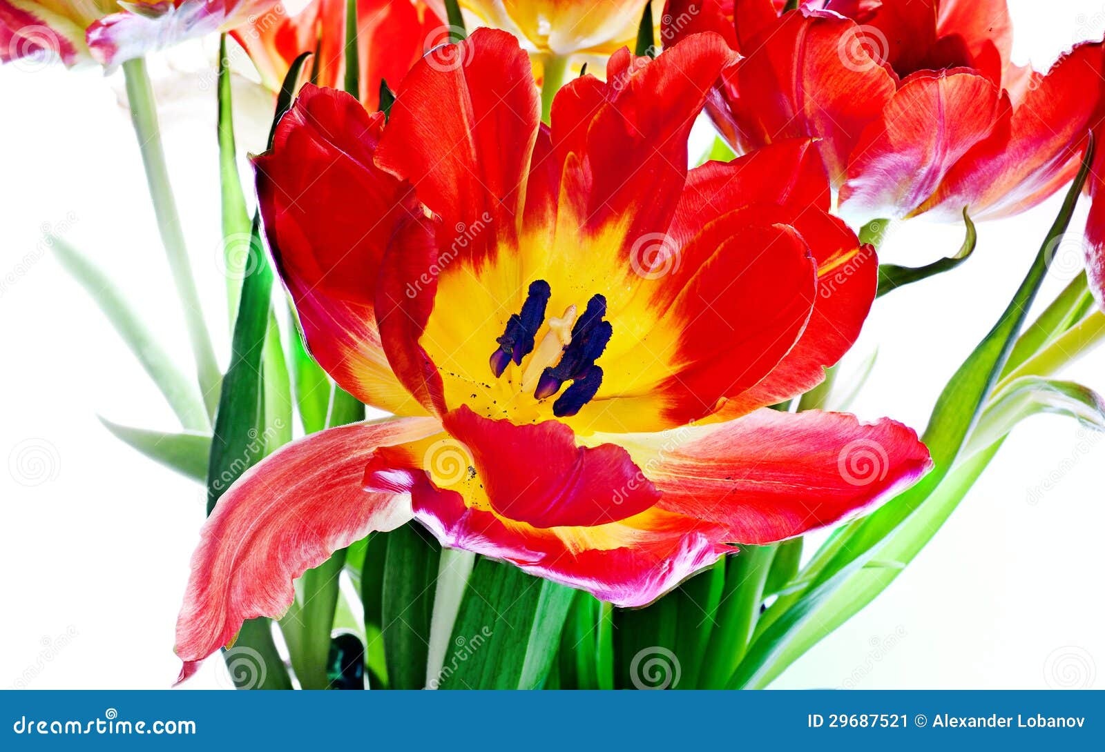 Tyulpan. imagen de archivo. Imagen de hermoso, regalo - 29687521